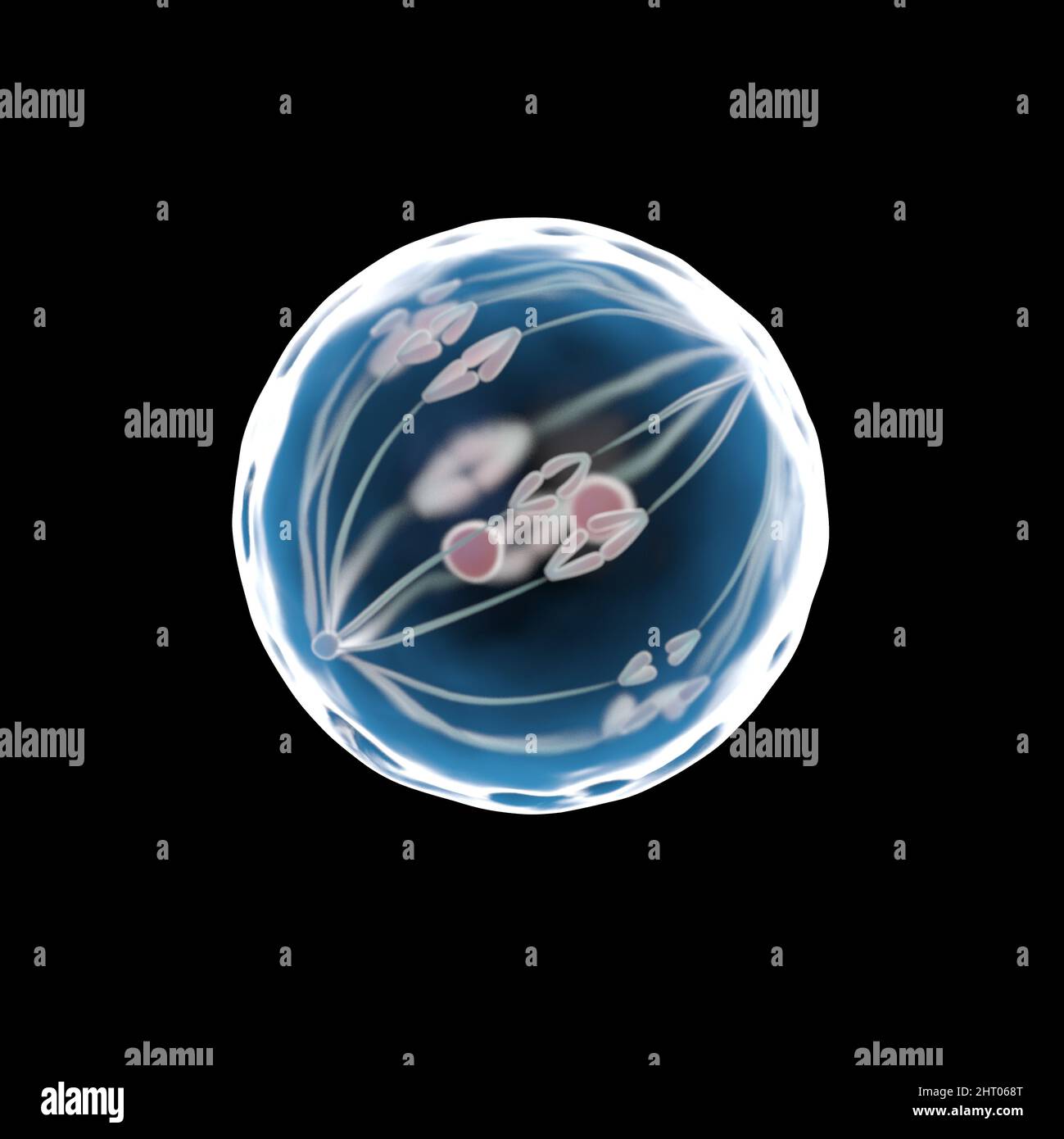 Dividing egg cell, illustration Stock Photo - Alamy