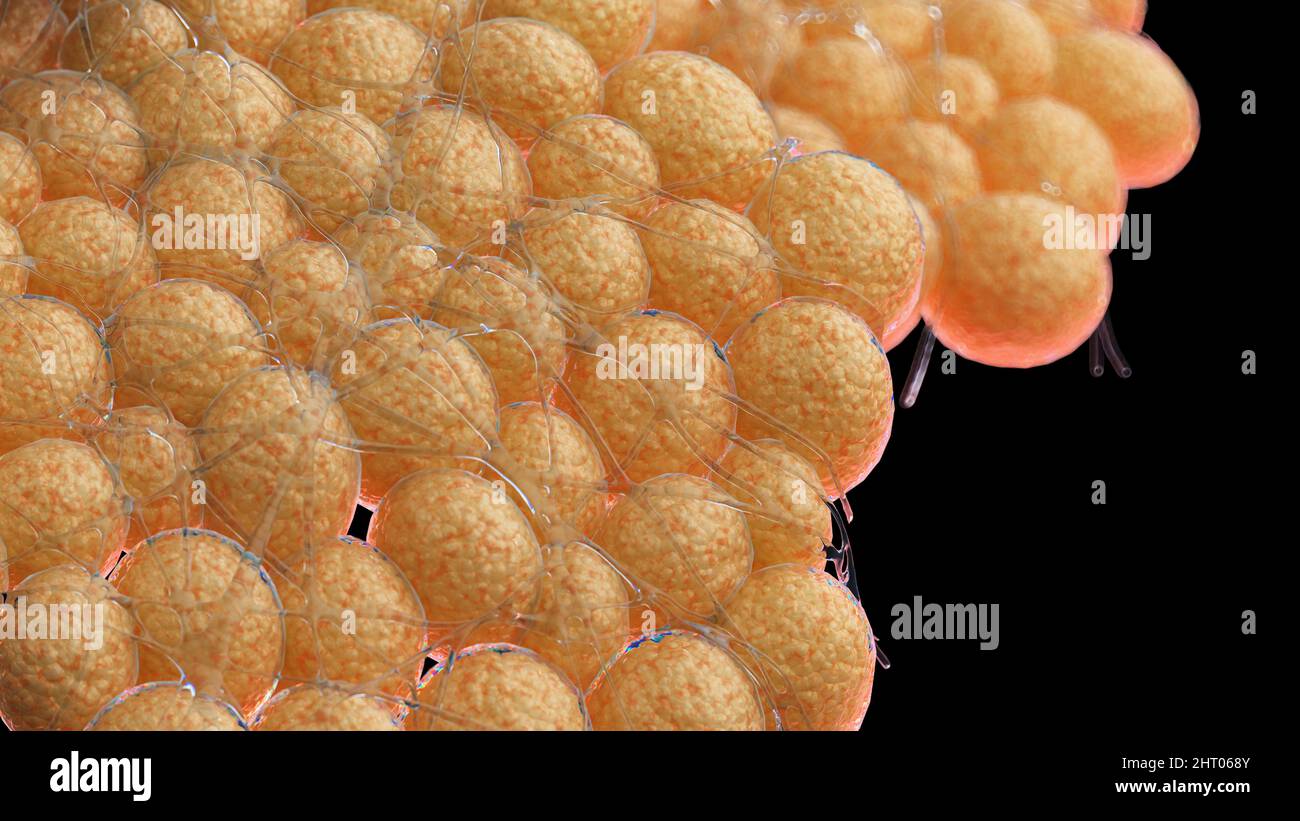 Fat cells, illustration Stock Photo - Alamy