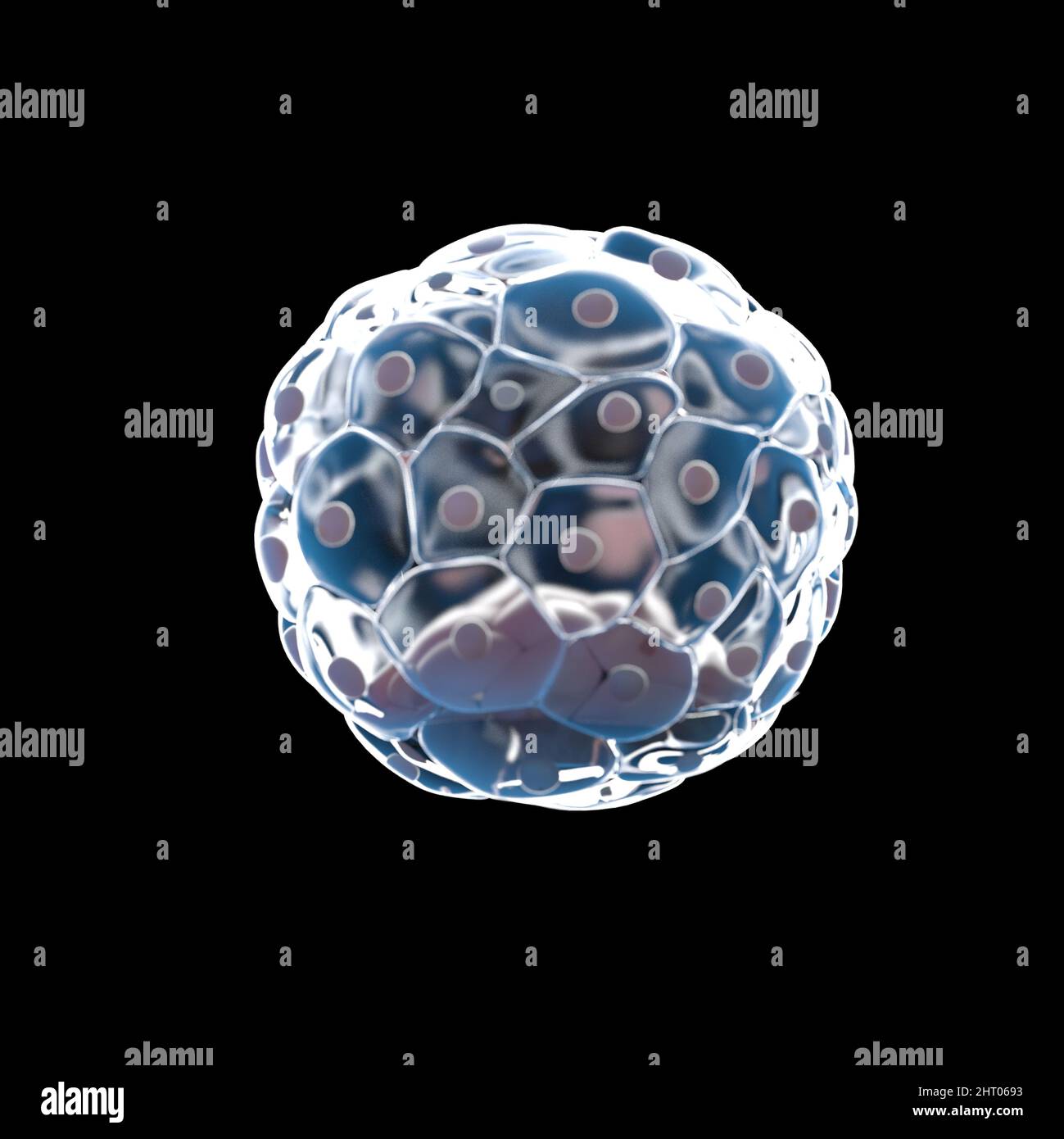 Blastocisto Humano Qué Es La Implantación Del Embrión Y Cuándo Se