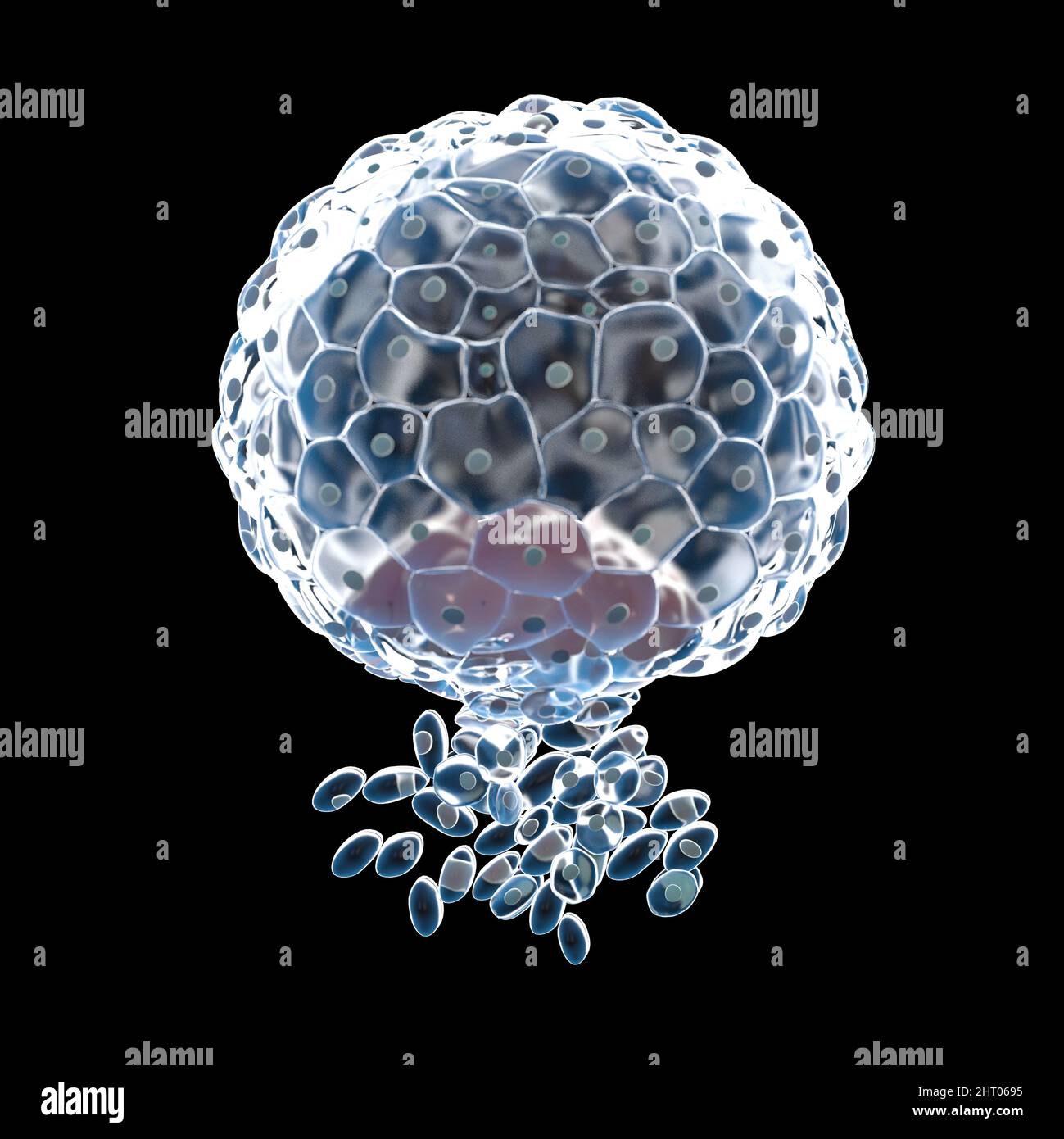 Blastocyst artwork hi-res stock photography and images - Alamy
