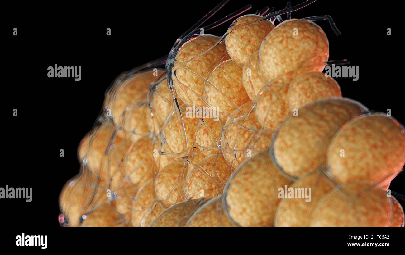 Fat cells, illustration Stock Photo - Alamy