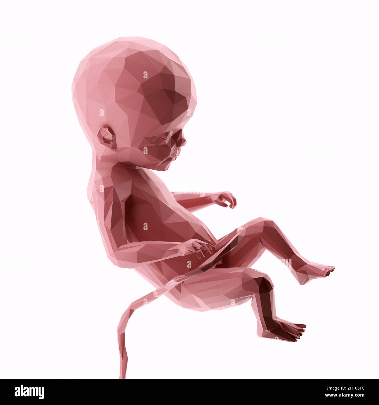Human fetus at week 22, abstract illustration Stock Photo - Alamy