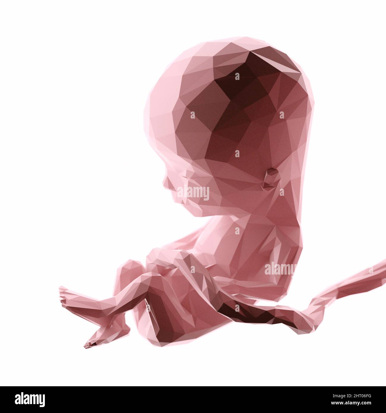 Human fetus at week 13, abstract illustration Stock Photo - Alamy