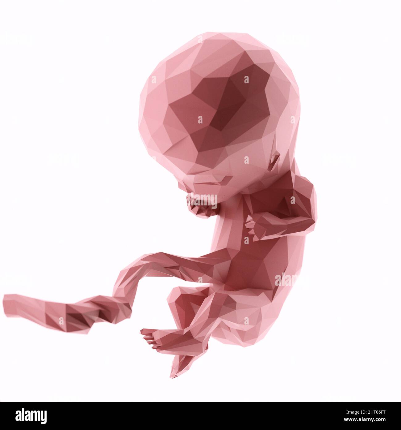 Human fetus at week 11, abstract illustration Stock Photo - Alamy