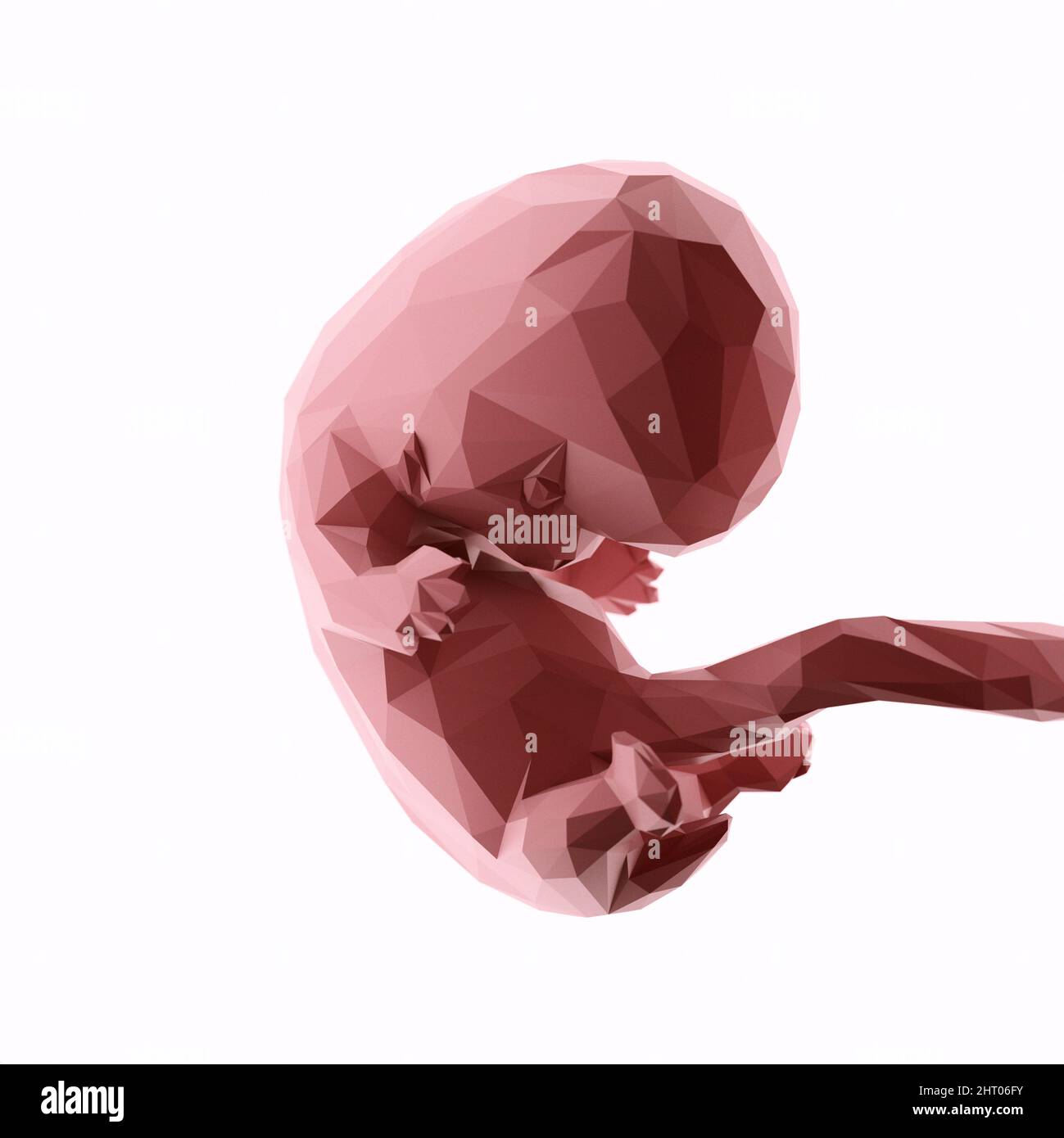 Human fetus at week 8, abstract illustration Stock Photo - Alamy