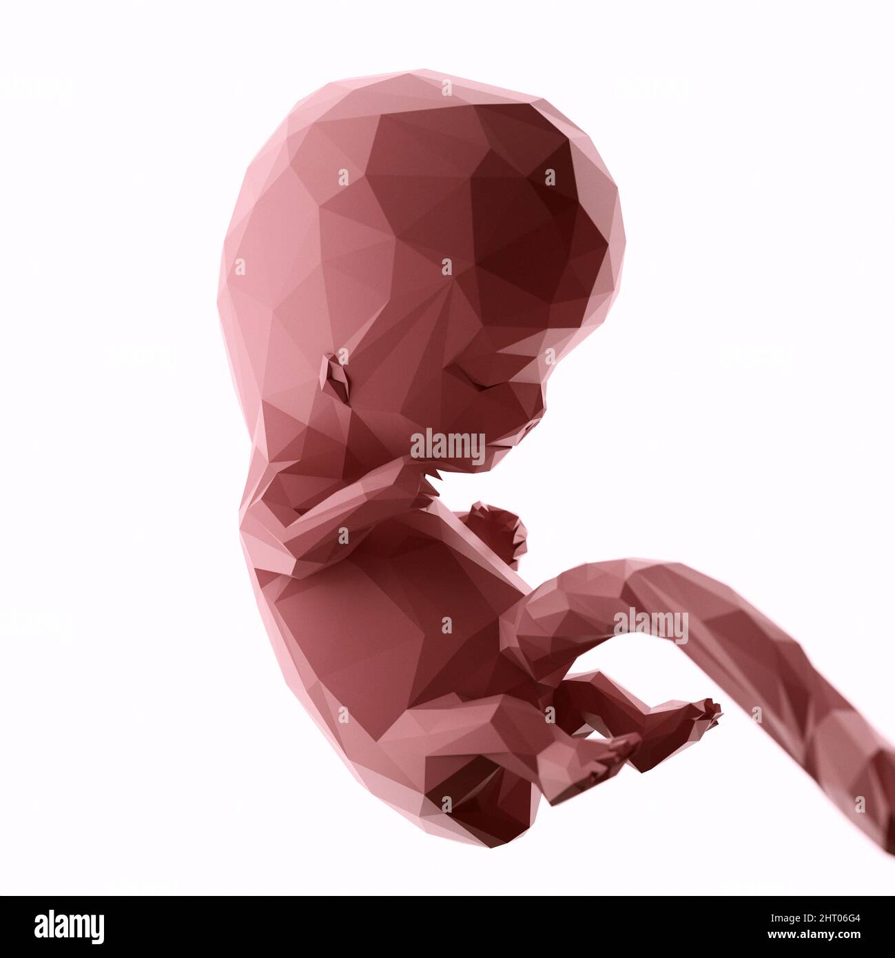 Human fetus at week 9, abstract illustration Stock Photo - Alamy