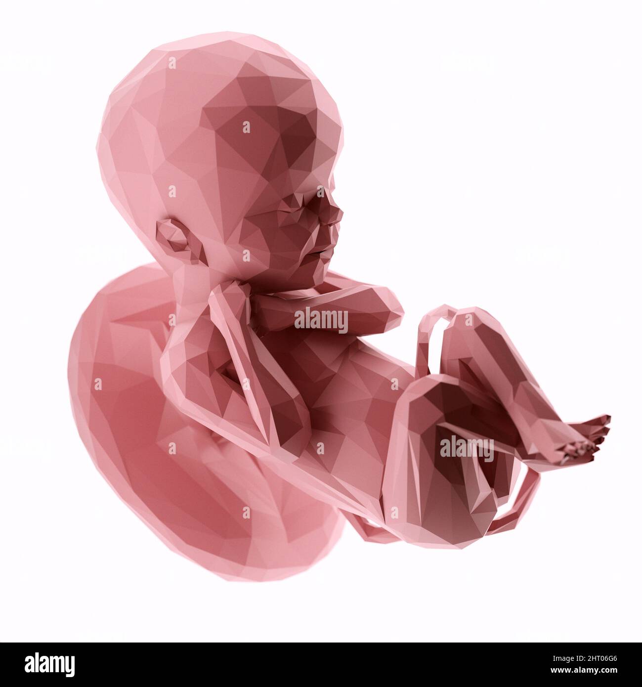 Human fetus at week 24, abstract illustration Stock Photo - Alamy