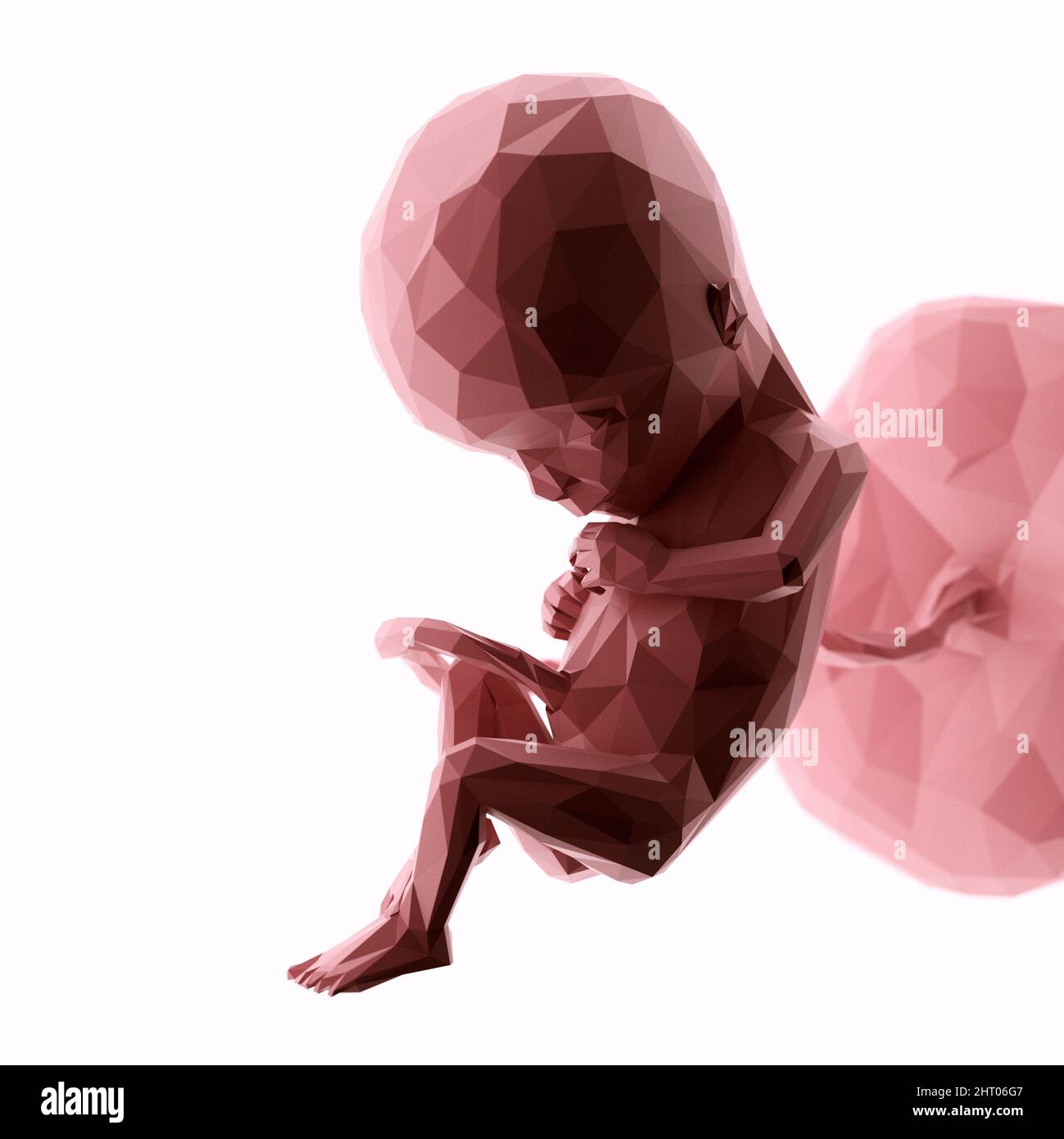 Human fetus at week 15, abstract illustration Stock Photo - Alamy