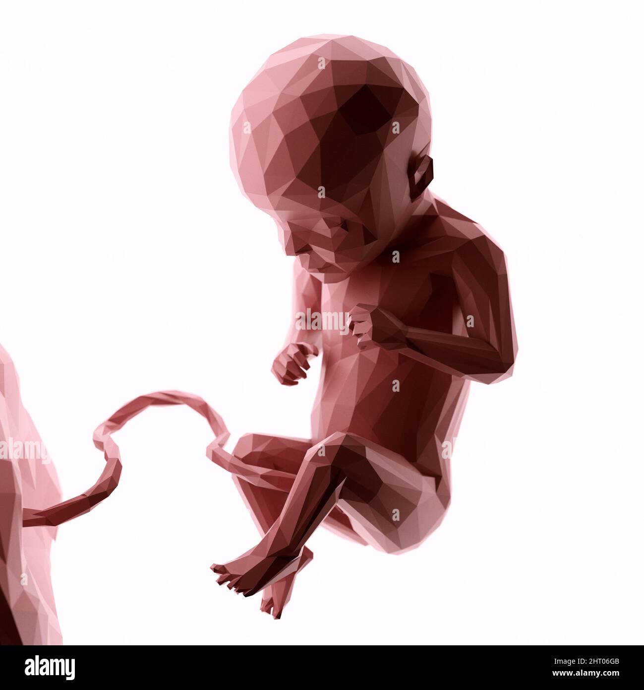 Human fetus at week 29, abstract illustration Stock Photo - Alamy