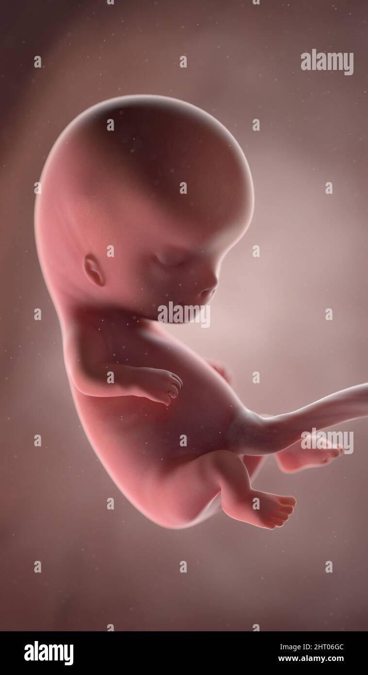 10 week embryo hi-res stock photography and images - Alamy