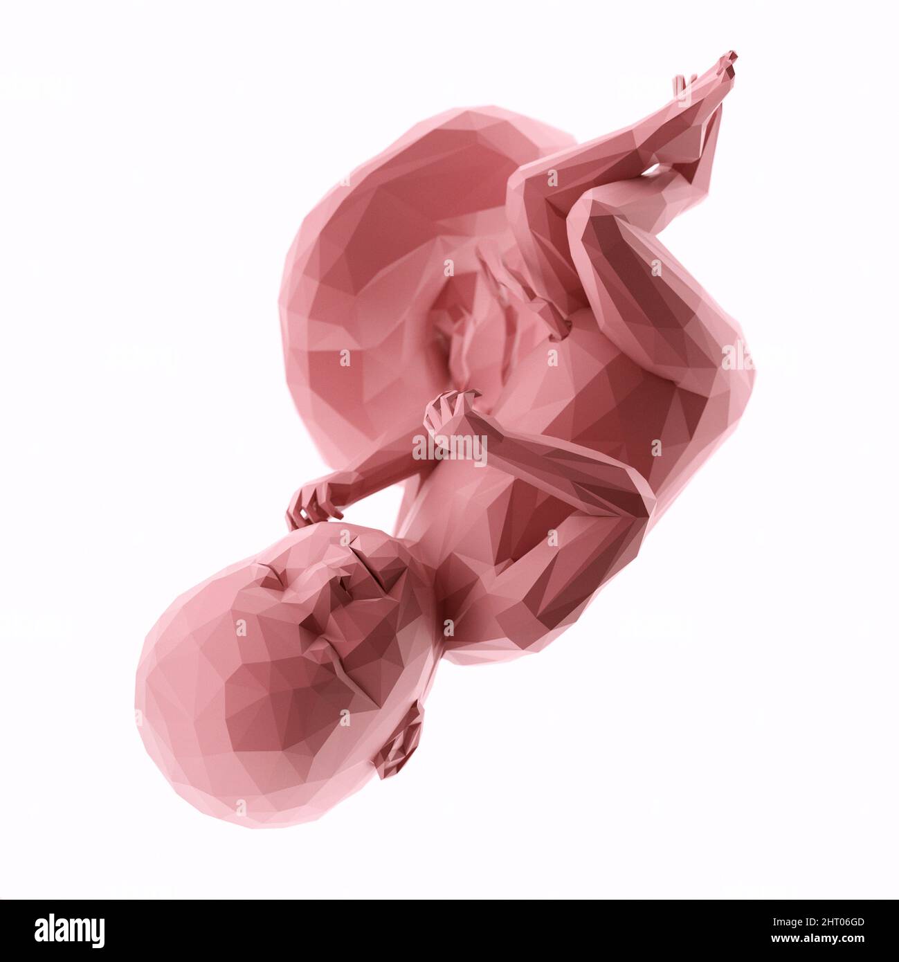 Human fetus at week 38, abstract illustration Stock Photo - Alamy
