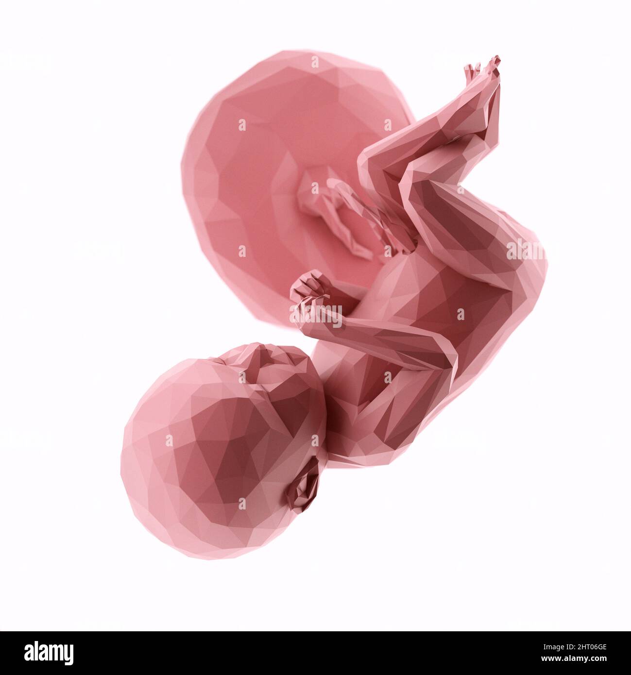 Human fetus at week 39, abstract illustration Stock Photo - Alamy