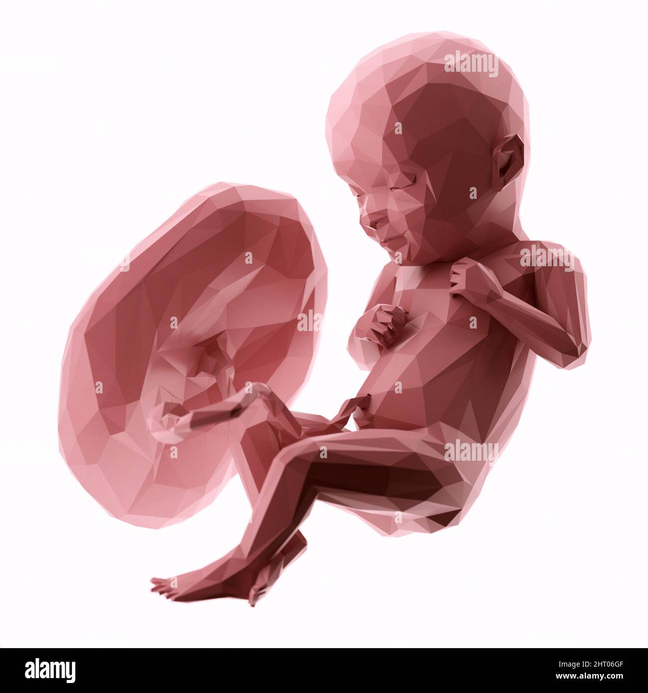 Human fetus at week 32, abstract illustration Stock Photo - Alamy