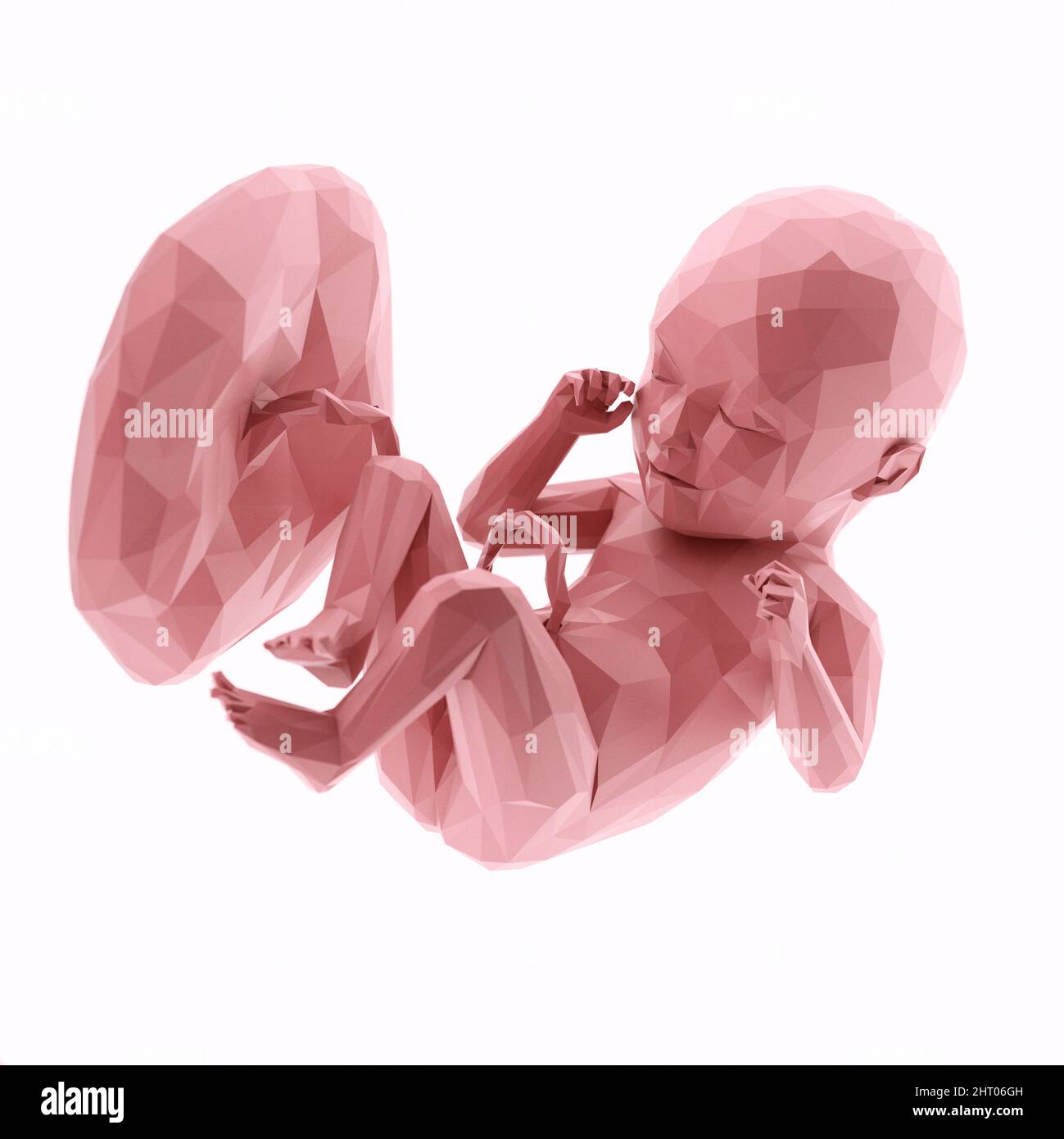 Human fetus at week 35, abstract illustration Stock Photo - Alamy