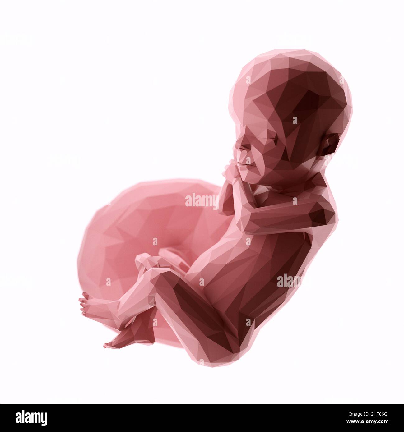 Human fetus at week 30, abstract illustration Stock Photo - Alamy