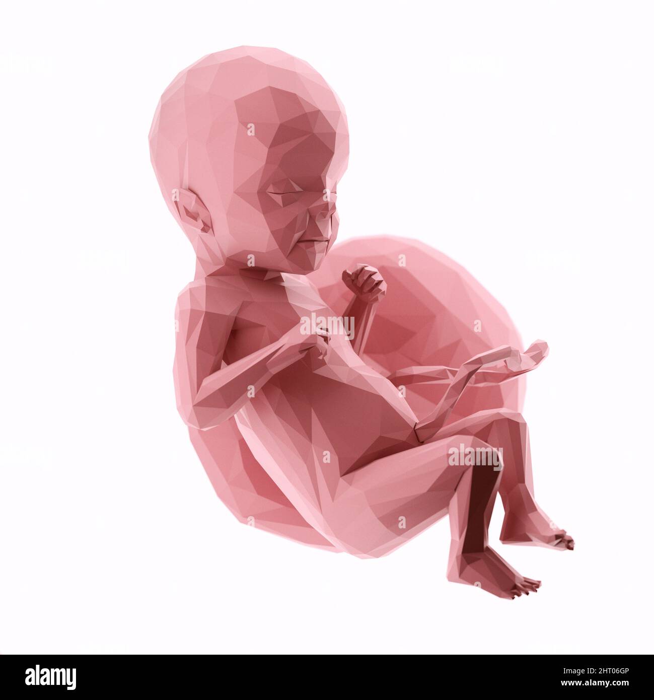 Human fetus at week 26, abstract illustration Stock Photo - Alamy