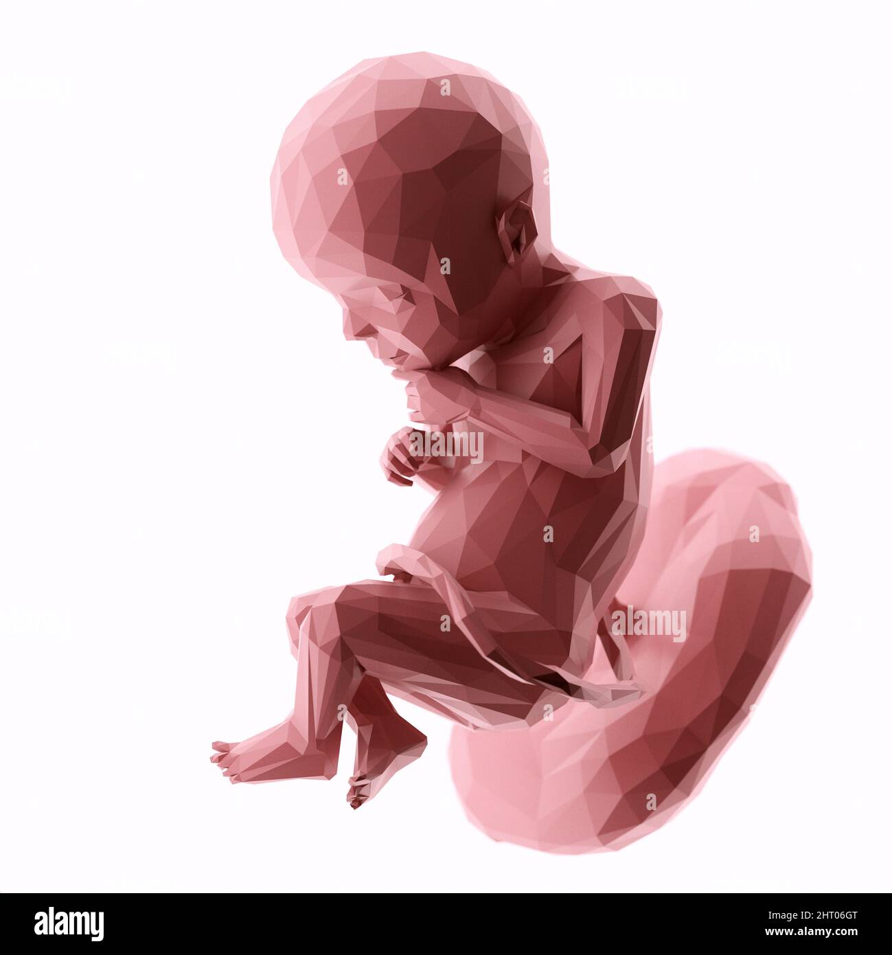 Human fetus at week 28, abstract illustration Stock Photo - Alamy