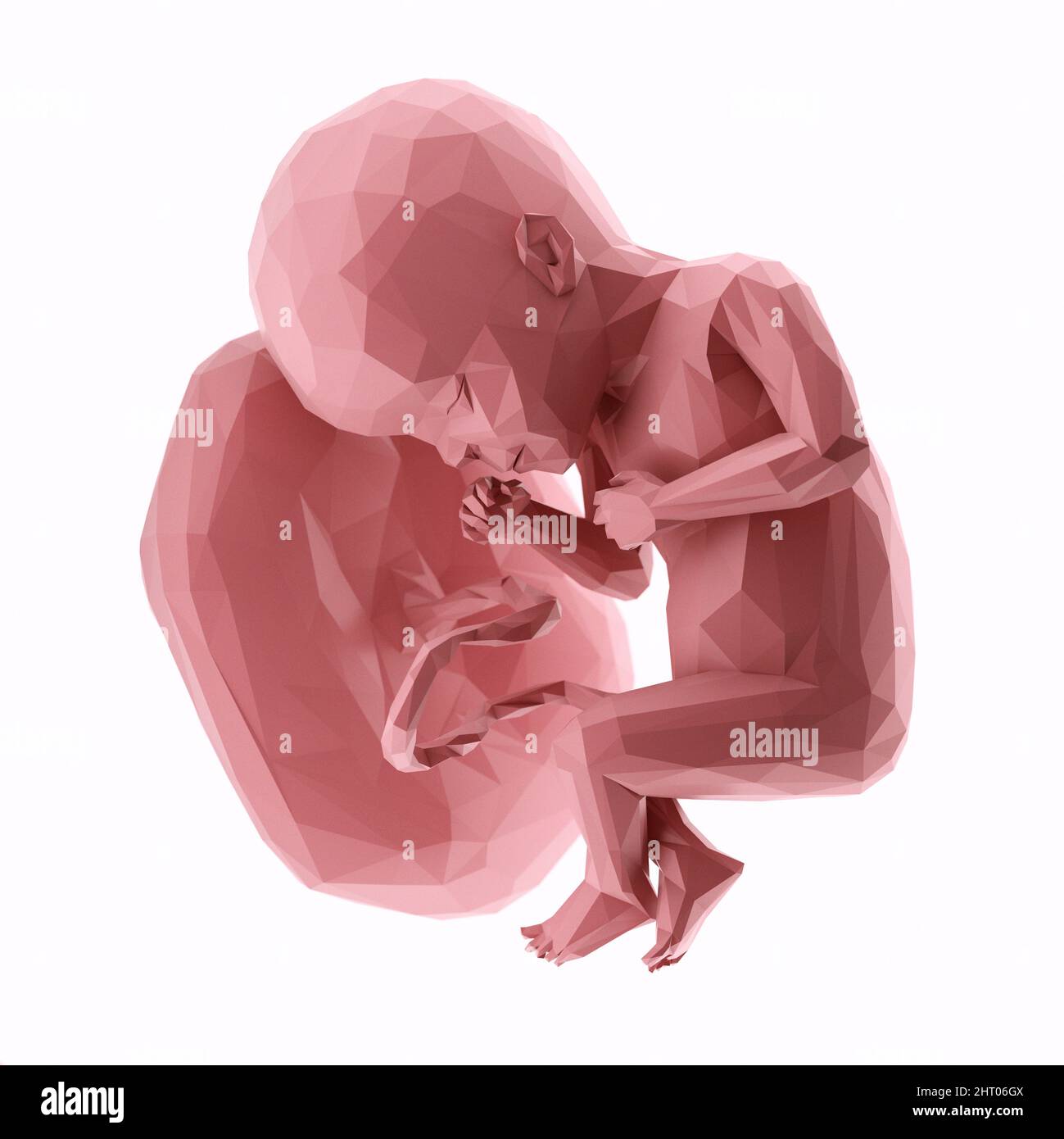 Human fetus at week 27, abstract illustration Stock Photo - Alamy