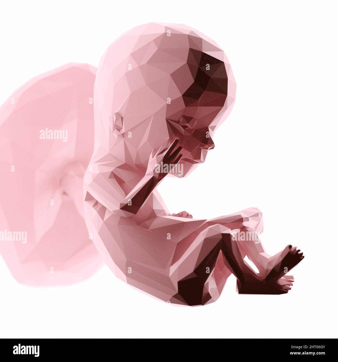 Human fetus at week 12, abstract illustration Stock Photo - Alamy