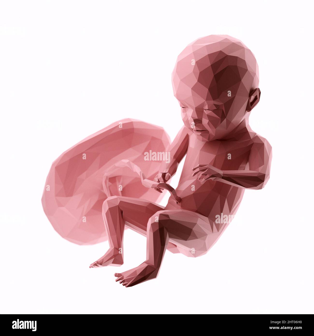 Human fetus at week 31, abstract illustration Stock Photo - Alamy