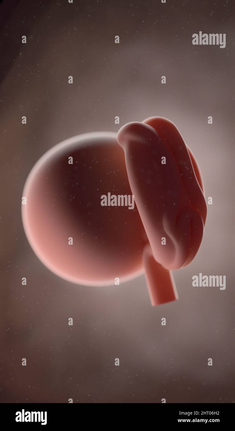 Human fetus at week 4, illustration Stock Photo - Alamy