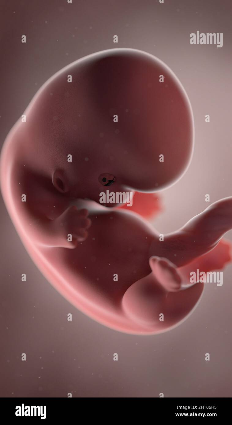 8 week human fetus hi-res stock photography and images - Alamy