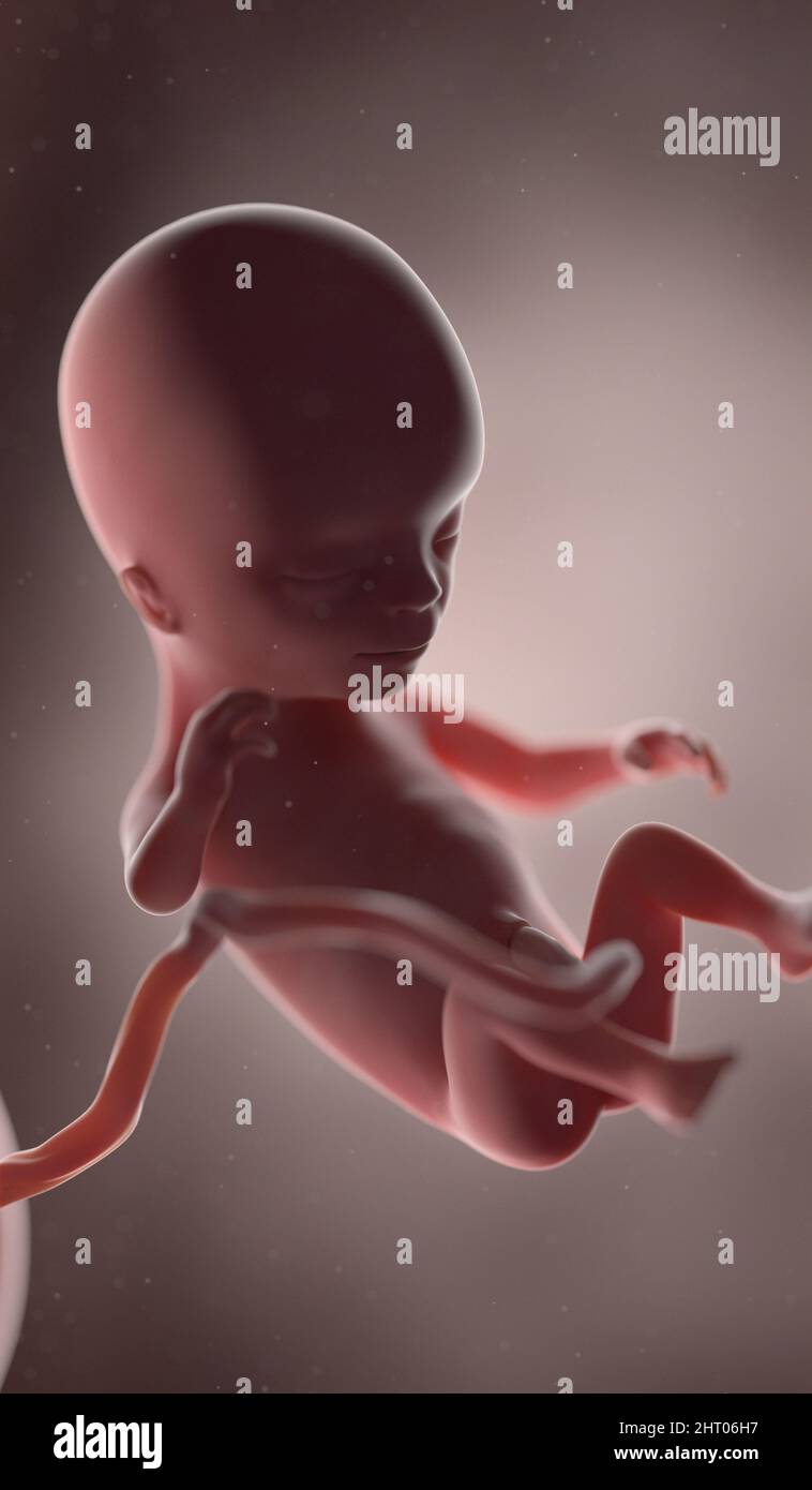 Human fetus at week 14, illustration Stock Photo - Alamy