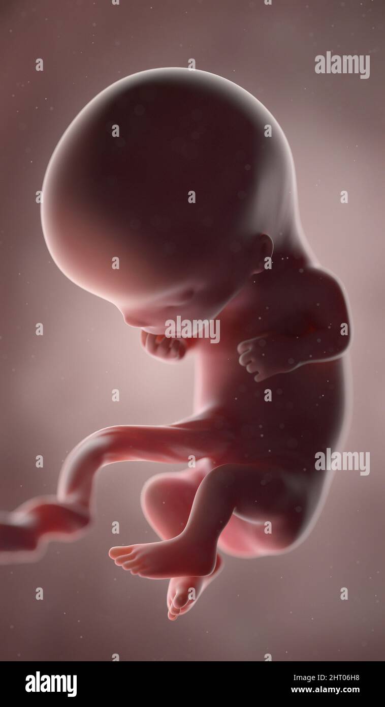 Human fetus at week 11, illustration Stock Photo - Alamy