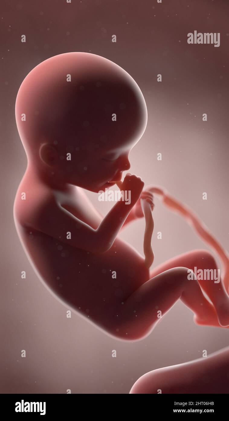 Human fetus at week 20, illustration Stock Photo - Alamy
