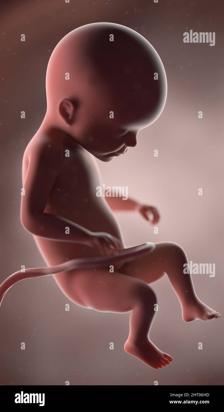 Human fetus at week 22, illustration Stock Photo - Alamy