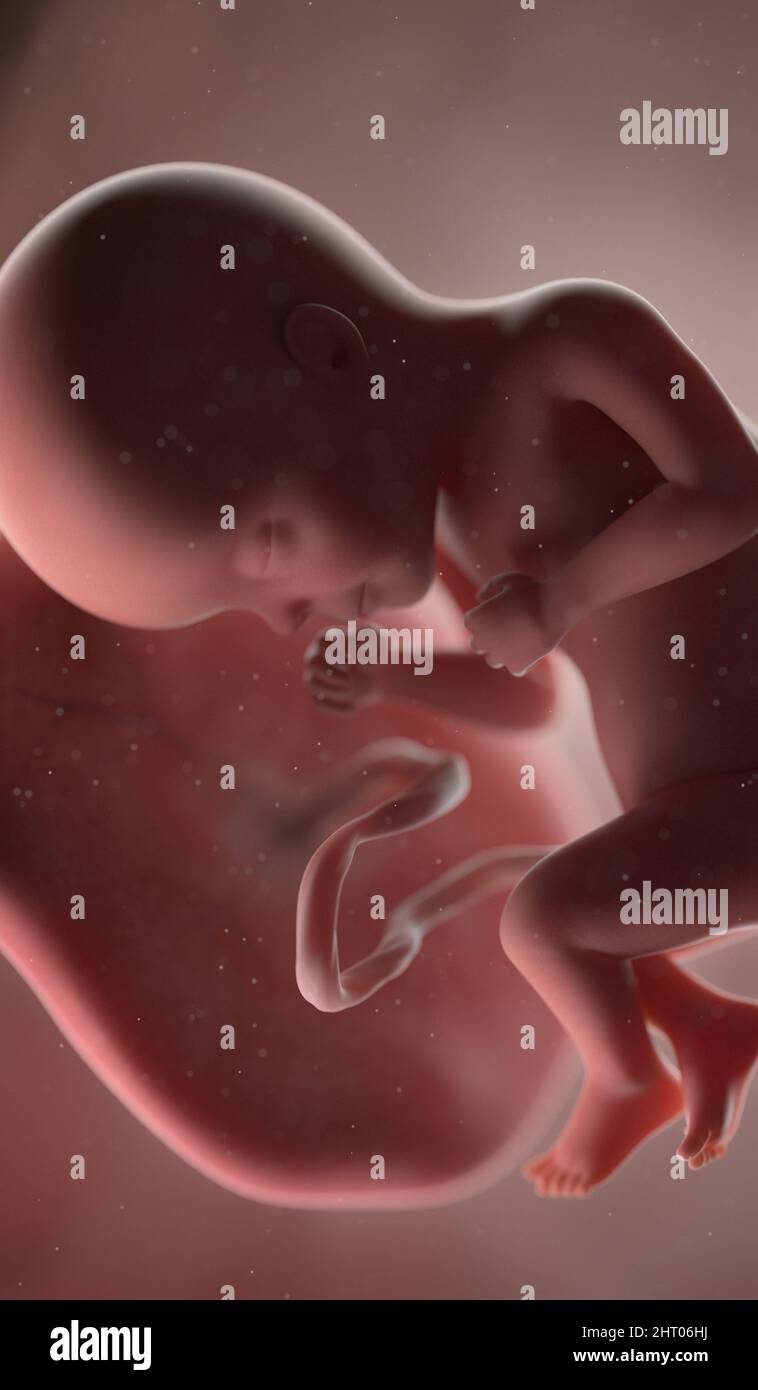 Human fetus at week 27, illustration Stock Photo - Alamy