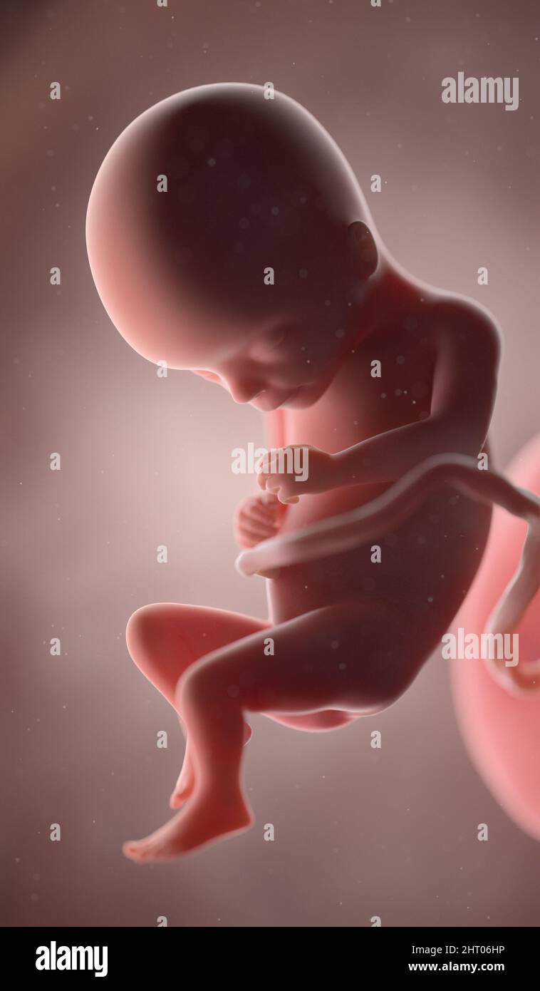 Human fetus at week 17, illustration Stock Photo - Alamy
