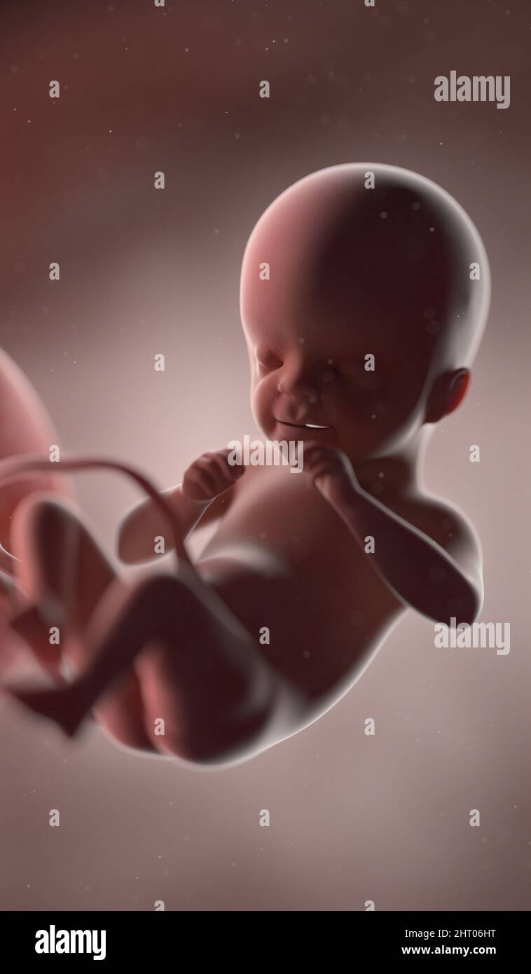 Human fetus at week 21, illustration Stock Photo - Alamy