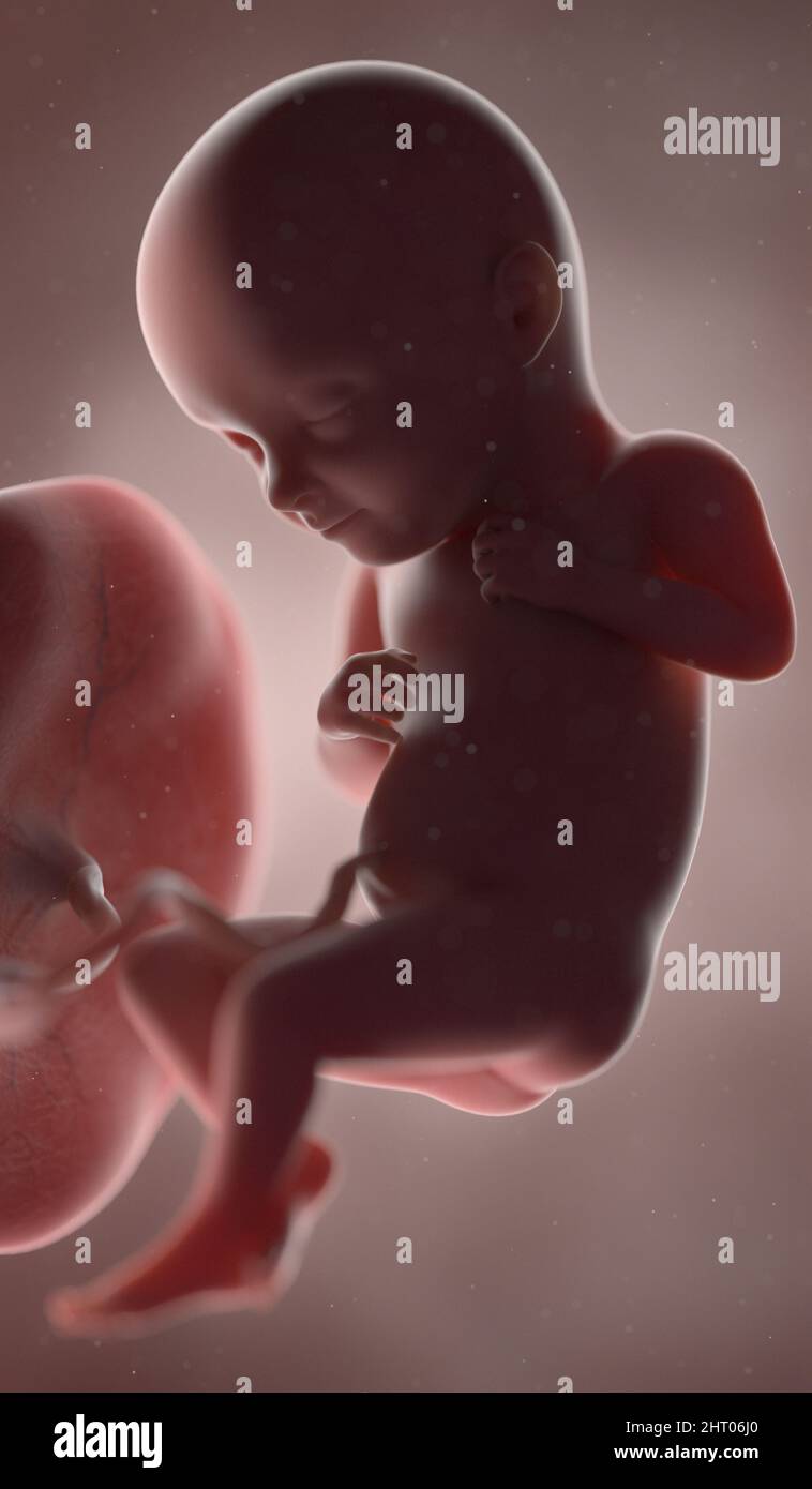 Human fetus at week 32, illustration Stock Photo - Alamy