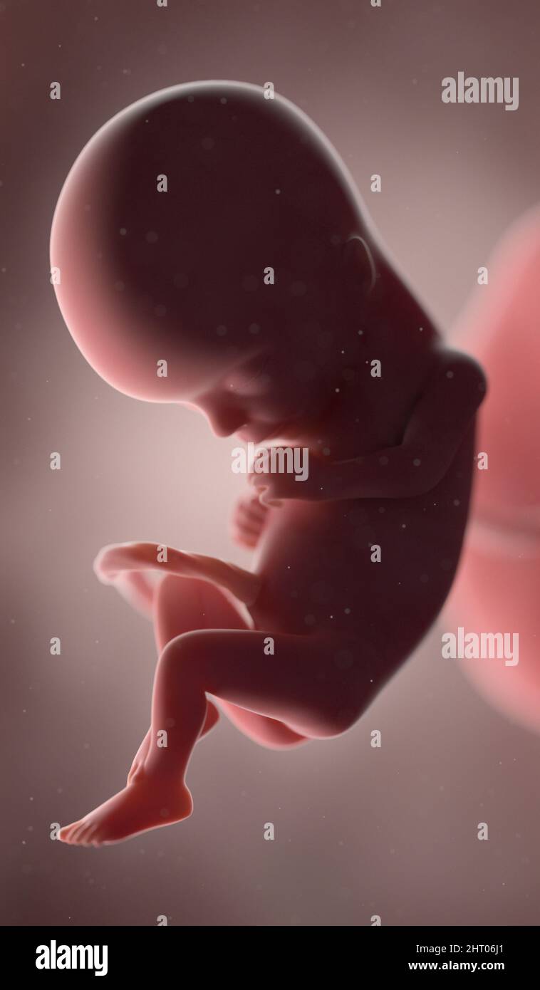 Human fetus at week 15, illustration Stock Photo - Alamy