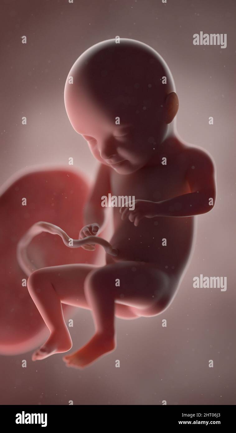 Human fetus at week 31, illustration Stock Photo - Alamy
