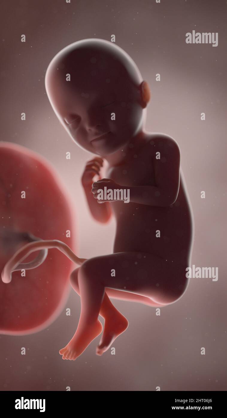 Human fetus at week 33, illustration Stock Photo - Alamy