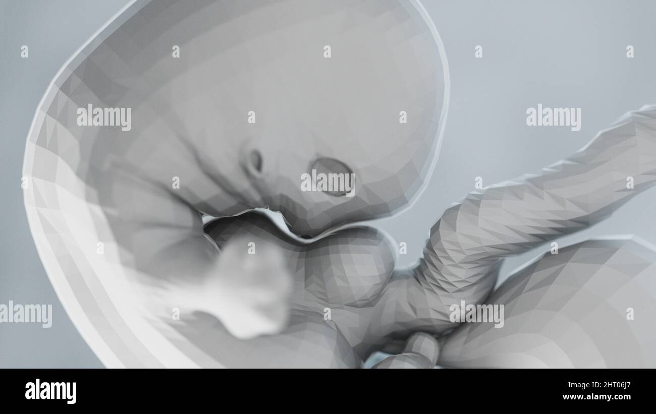 Human fetus at week 7, illustration Stock Photo - Alamy