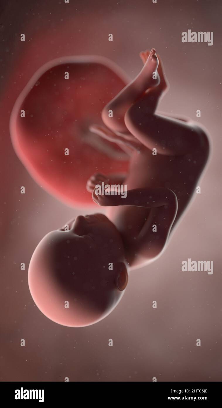 Human fetus at week 39, illustration Stock Photo - Alamy