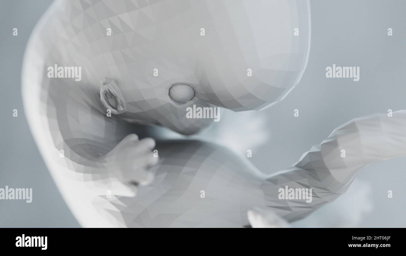 Human fetus at week 8, illustration Stock Photo - Alamy