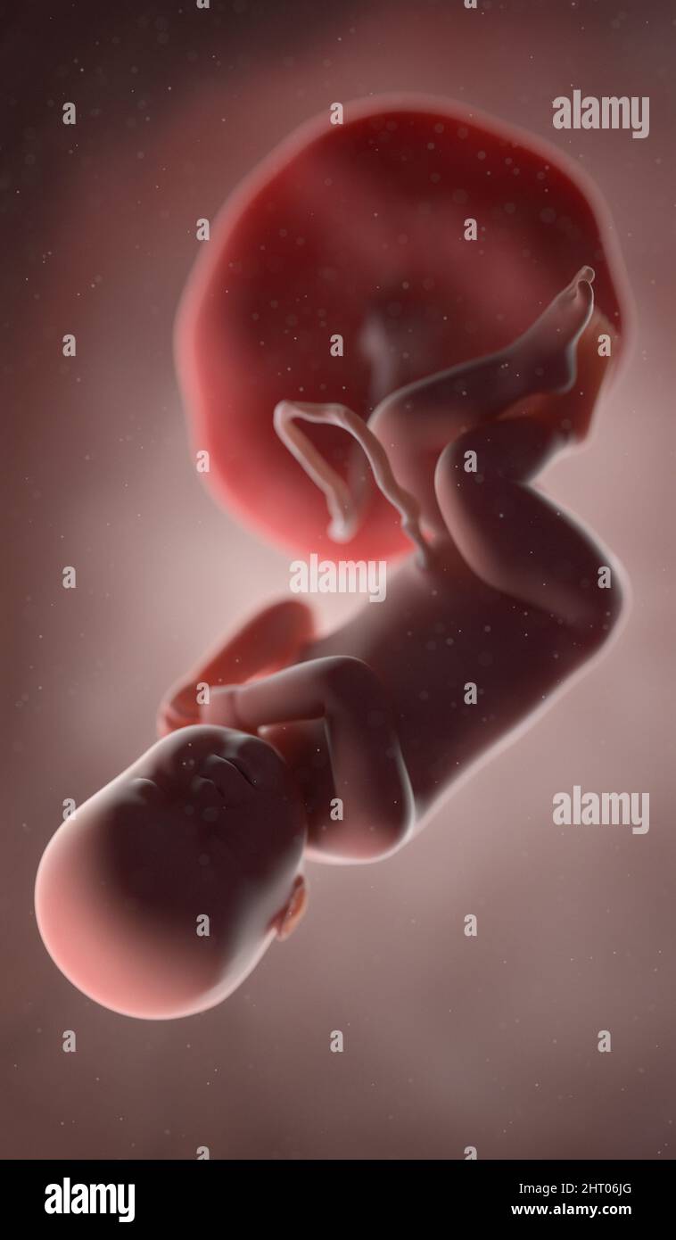 Human fetus at week 40, illustration Stock Photo - Alamy