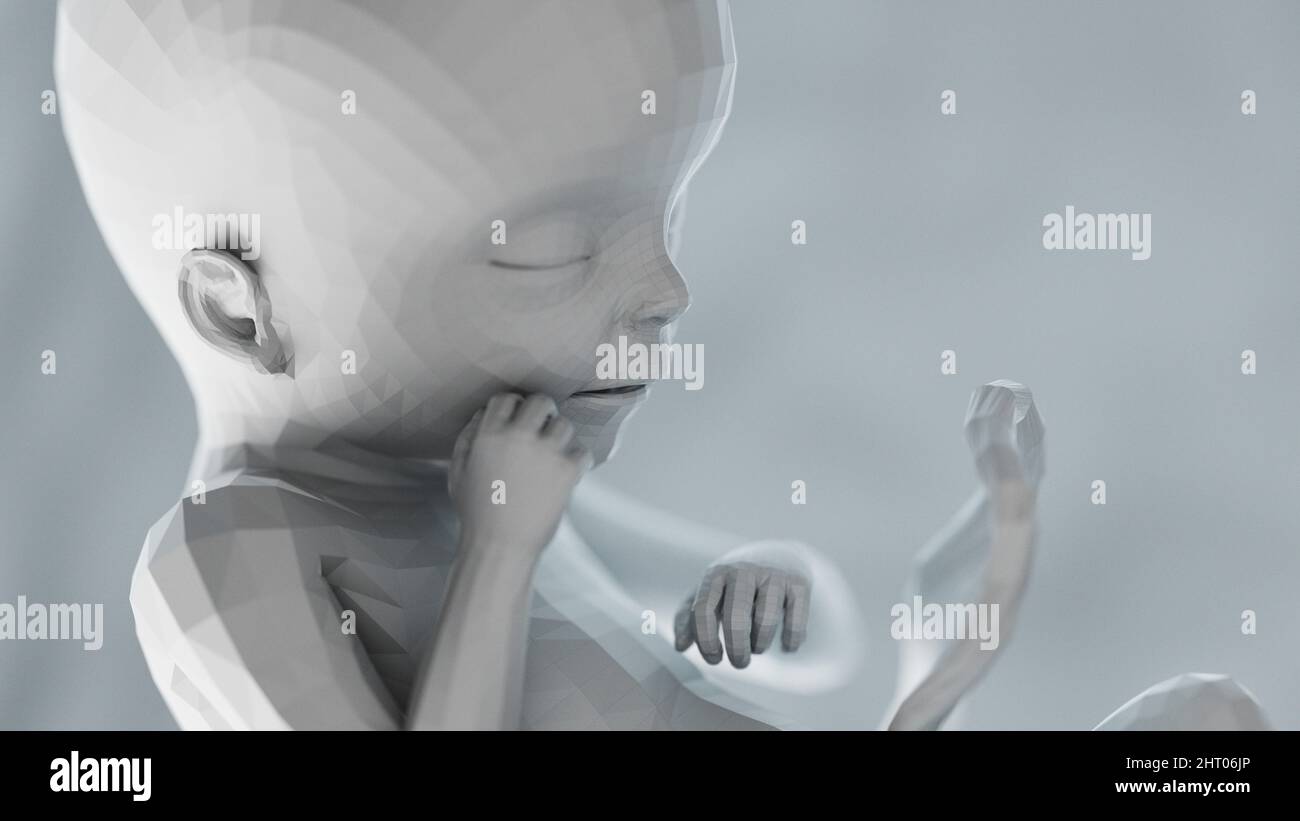 Human fetus at week 19, illustration Stock Photo - Alamy
