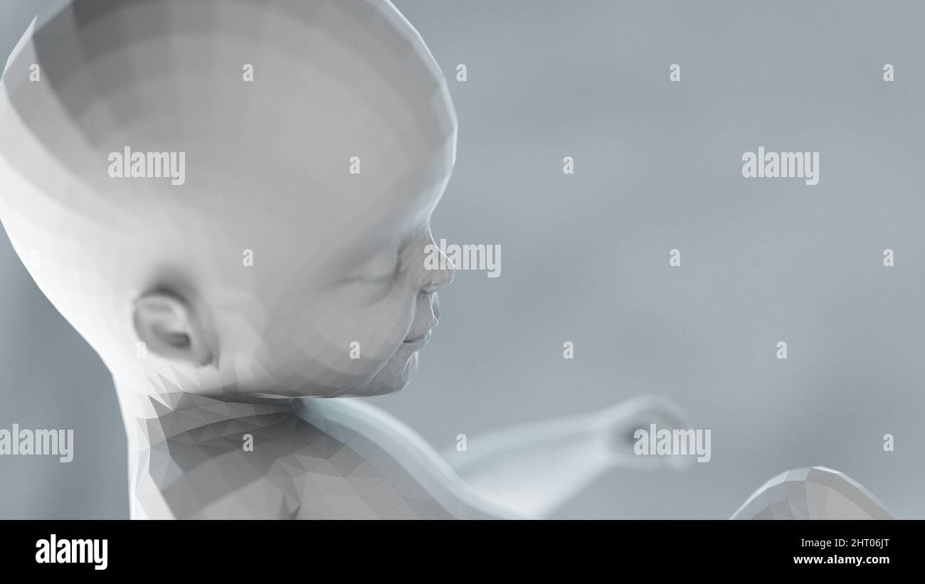 Human fetus at week 22, illustration Stock Photo - Alamy