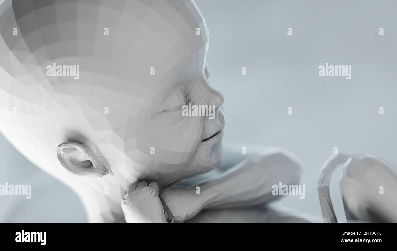 Human fetus at week 24 hi-res stock photography and images - Alamy
