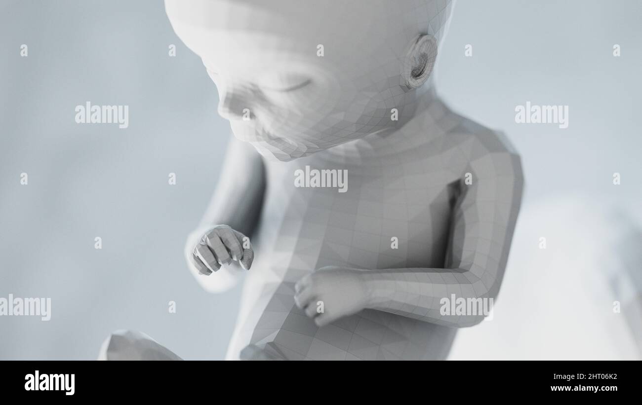 Human fetus at week 16, illustration Stock Photo - Alamy