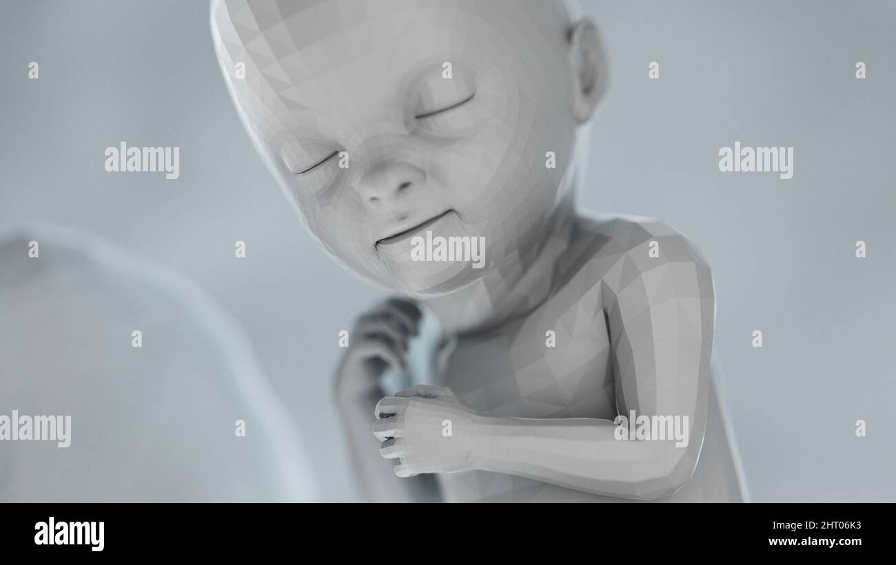 Human fetus at week 33, illustration Stock Photo - Alamy