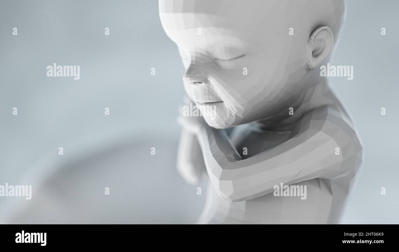 Human fetus at week 30, illustration Stock Photo - Alamy