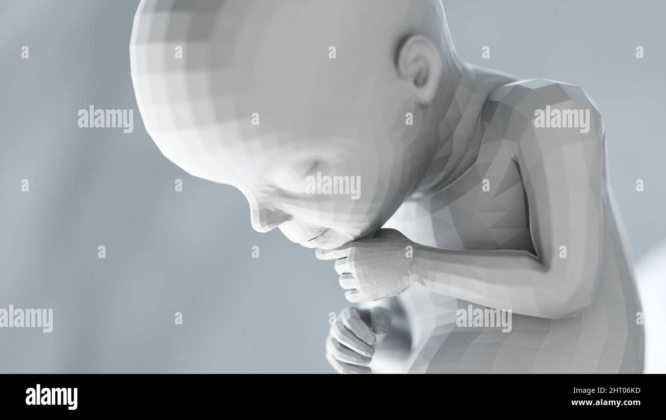 28 week fetus hi-res stock photography and images - Alamy