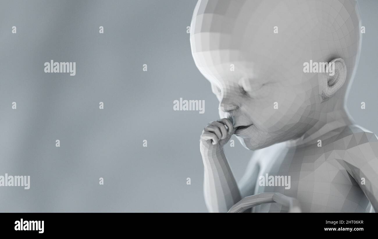 Human fetus at week 25, illustration Stock Photo - Alamy