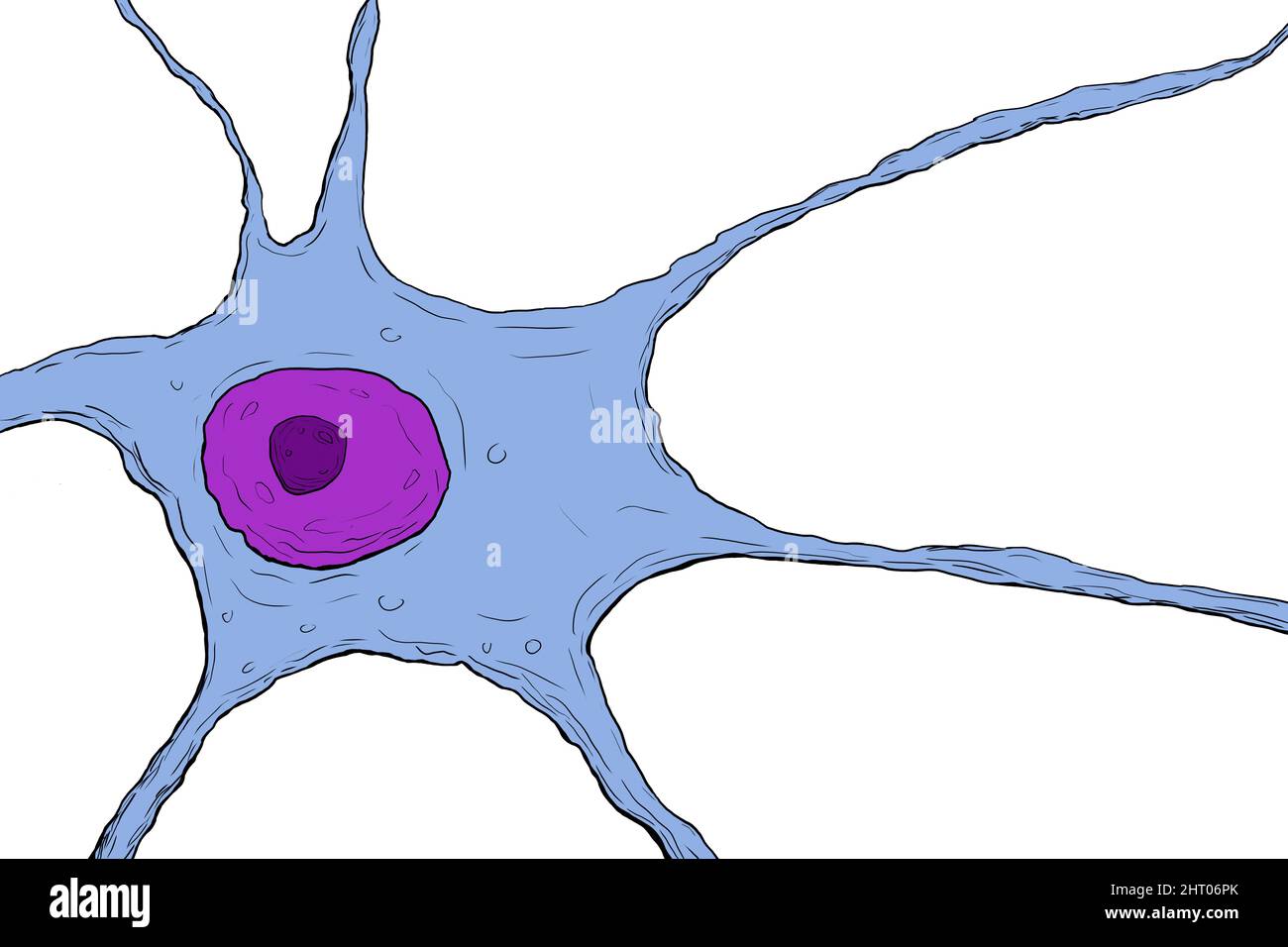 Nerve cell, illustration Stock Photo - Alamy